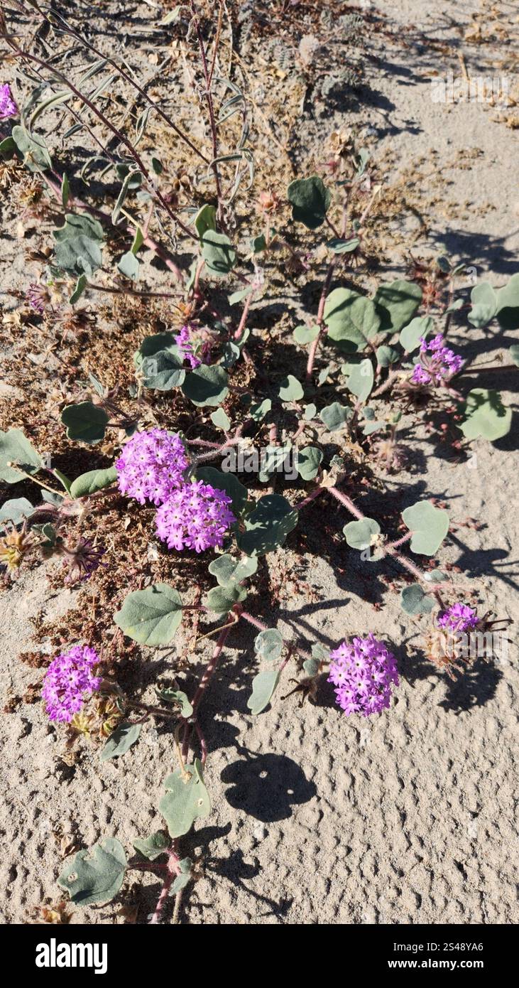 desert sand verbena (Abronia villosa Stock Photo - Alamy