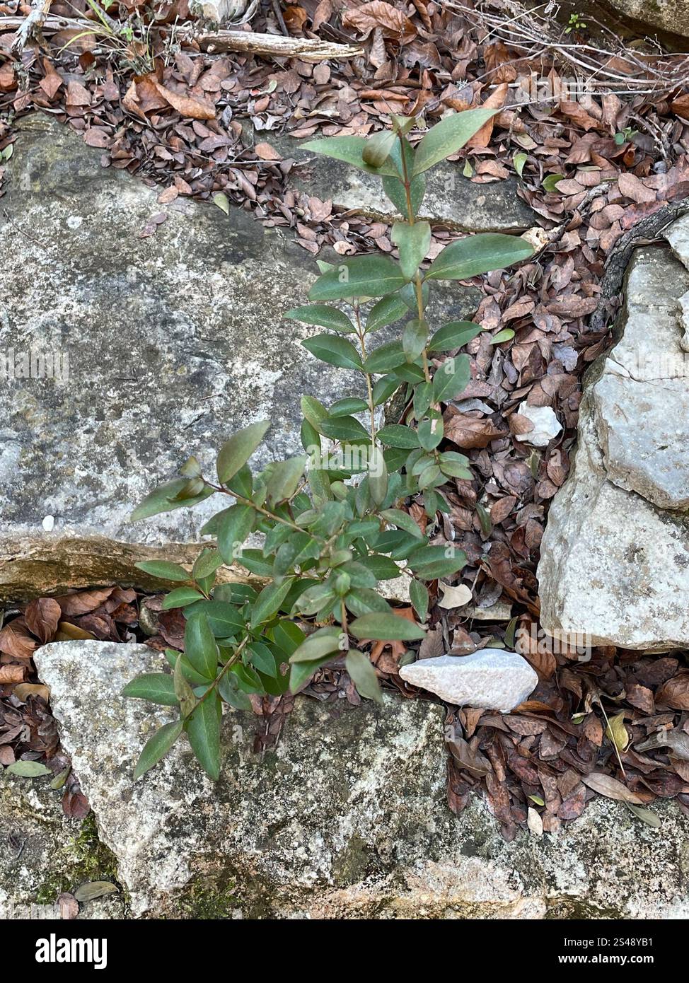 tree privet (Ligustrum lucidum Stock Photo - Alamy
