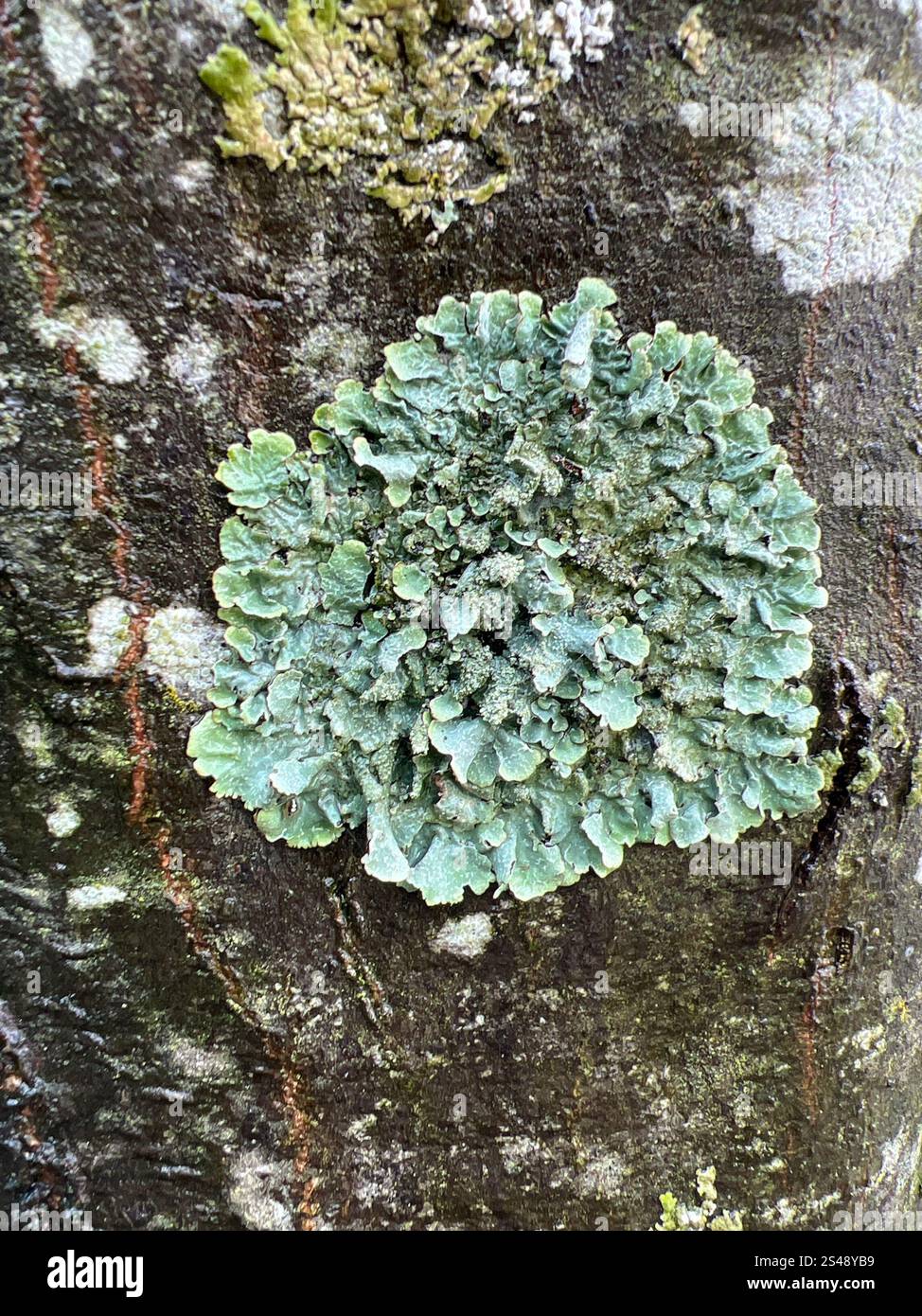 shield lichen (Parmelia sulcata Stock Photo - Alamy