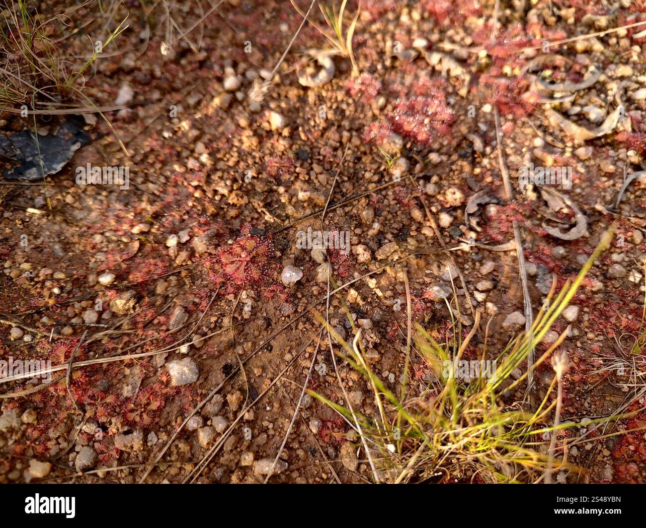 dwarf sundew (Drosera brevifolia Stock Photo - Alamy