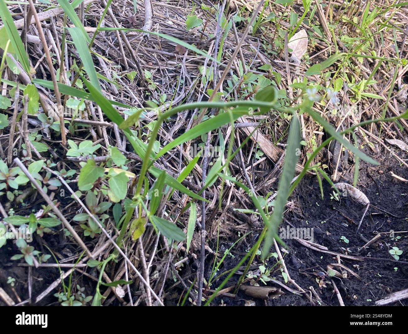 chestnutleaf false croton (Caperonia castaneifolia Stock Photo - Alamy