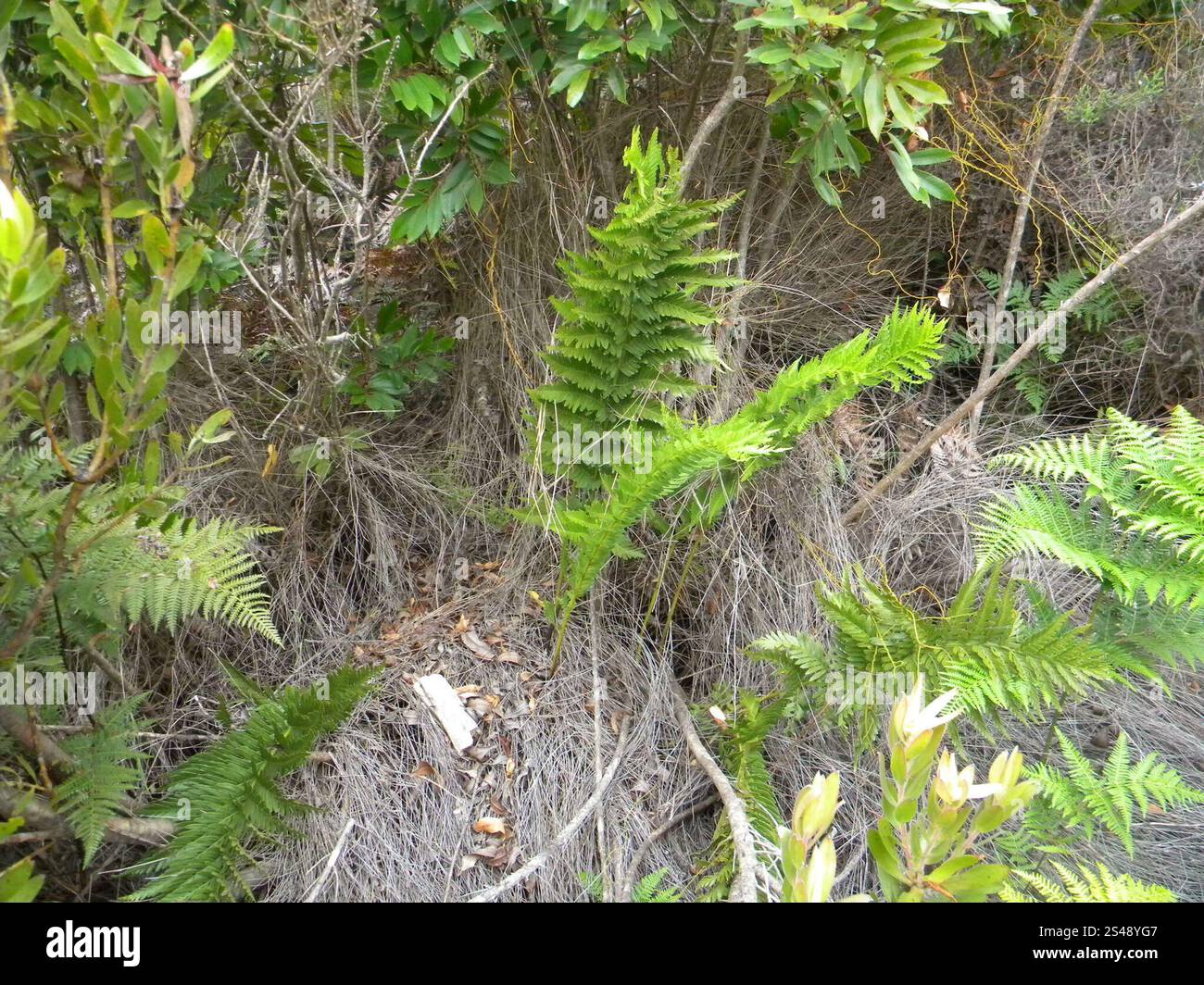 king fern (Todea barbara Stock Photo - Alamy
