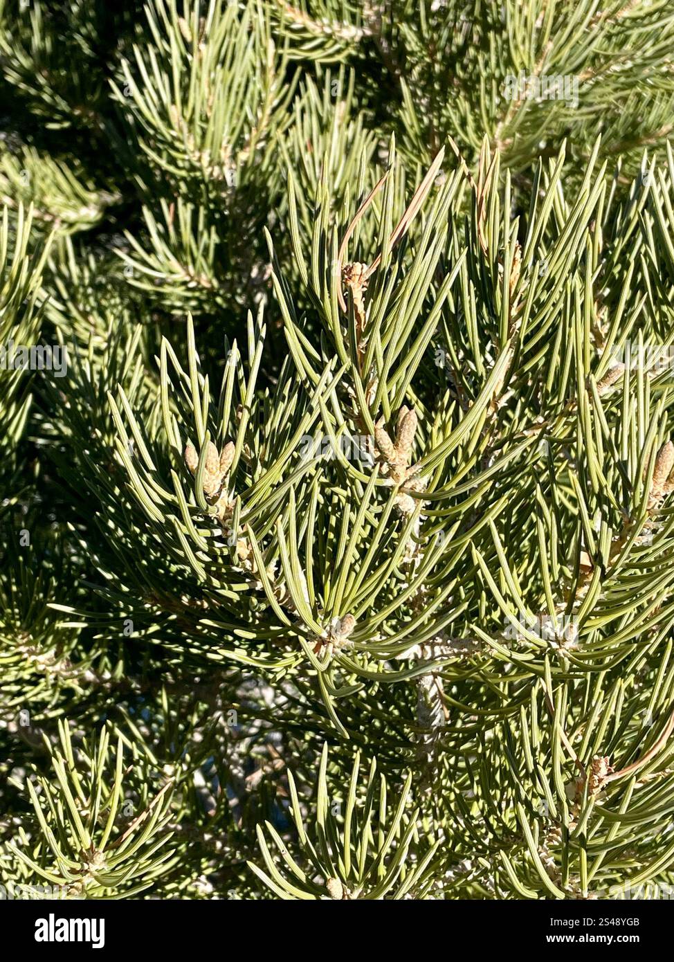 singleleaf pinyon (Pinus monophylla Stock Photo - Alamy