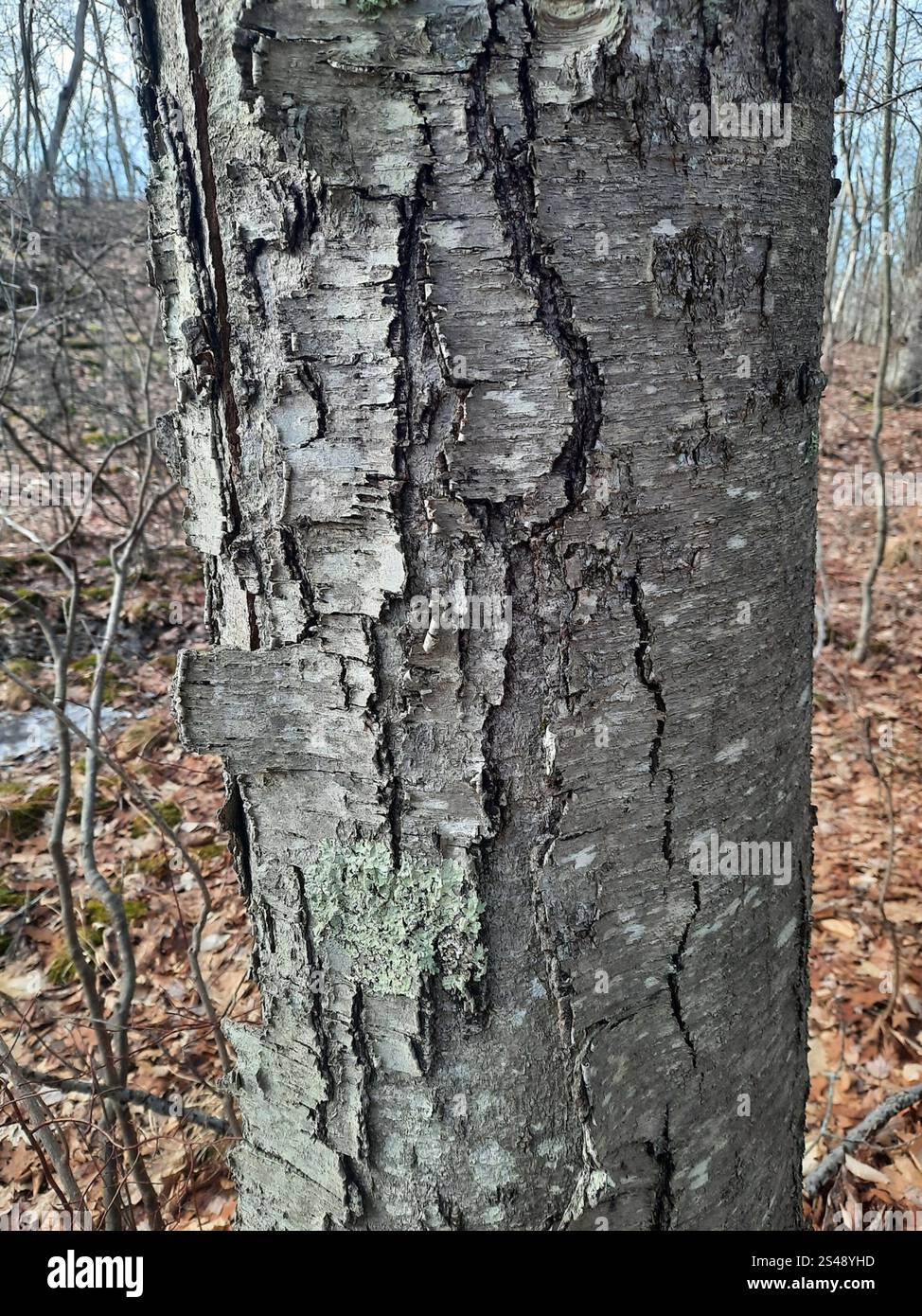 sweet birch (Betula lenta Stock Photo - Alamy
