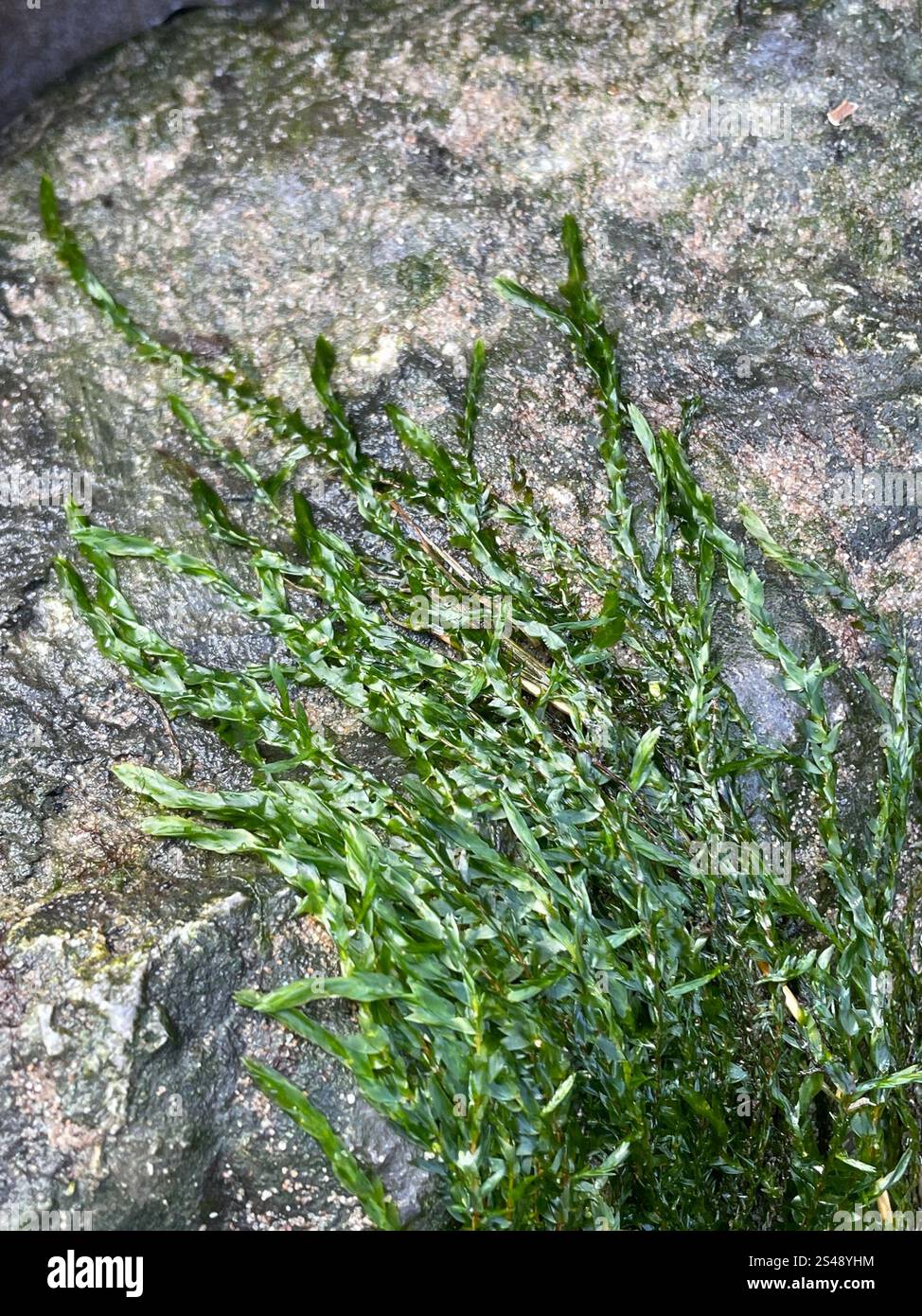 Willow Moss (Fontinalis antipyretica Stock Photo - Alamy