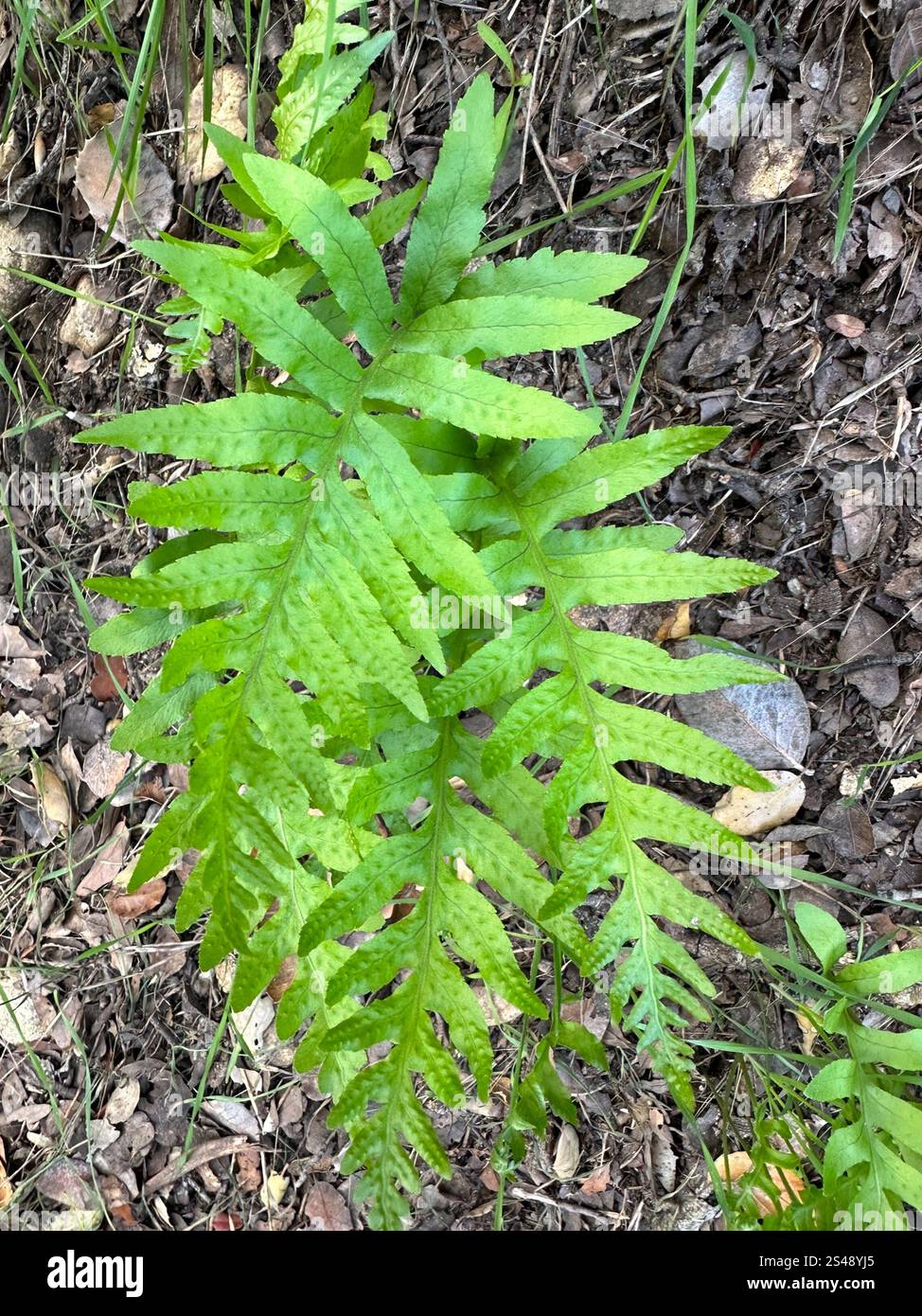 California Polypody (Polypodium californicum Stock Photo - Alamy