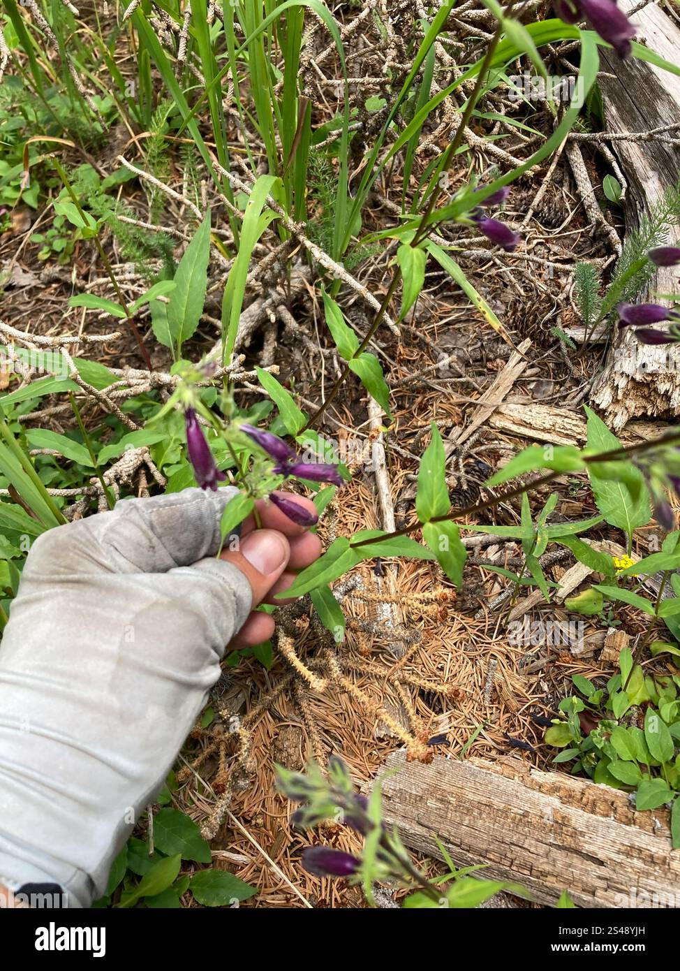 Whipple's penstemon (Penstemon whippleanus Stock Photo - Alamy