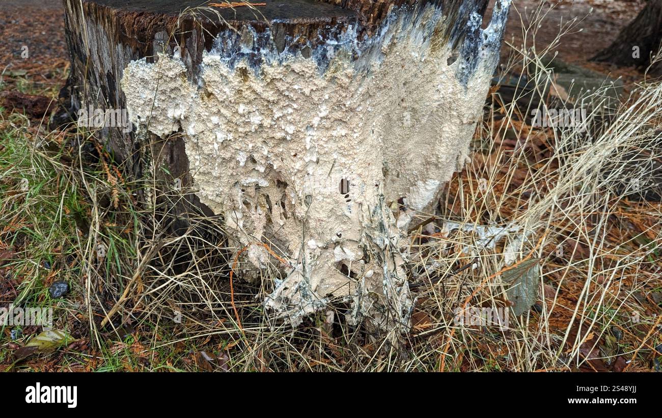 Tapioca Slime Mold (Brefeldia maxima Stock Photo - Alamy