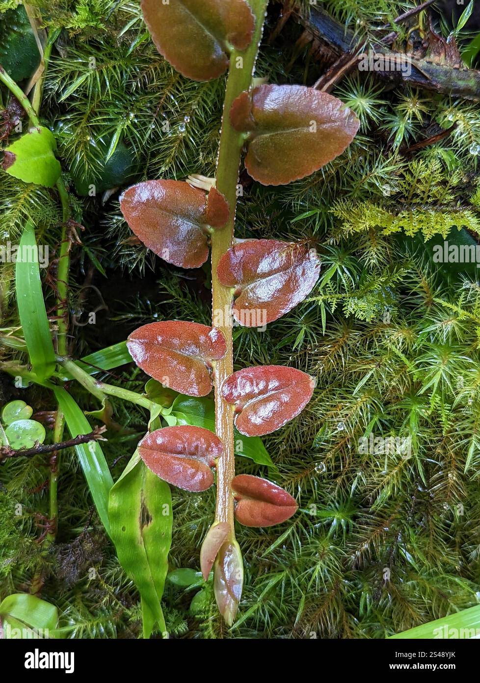 Shingle Vine (Marcgravia rectiflora Stock Photo - Alamy