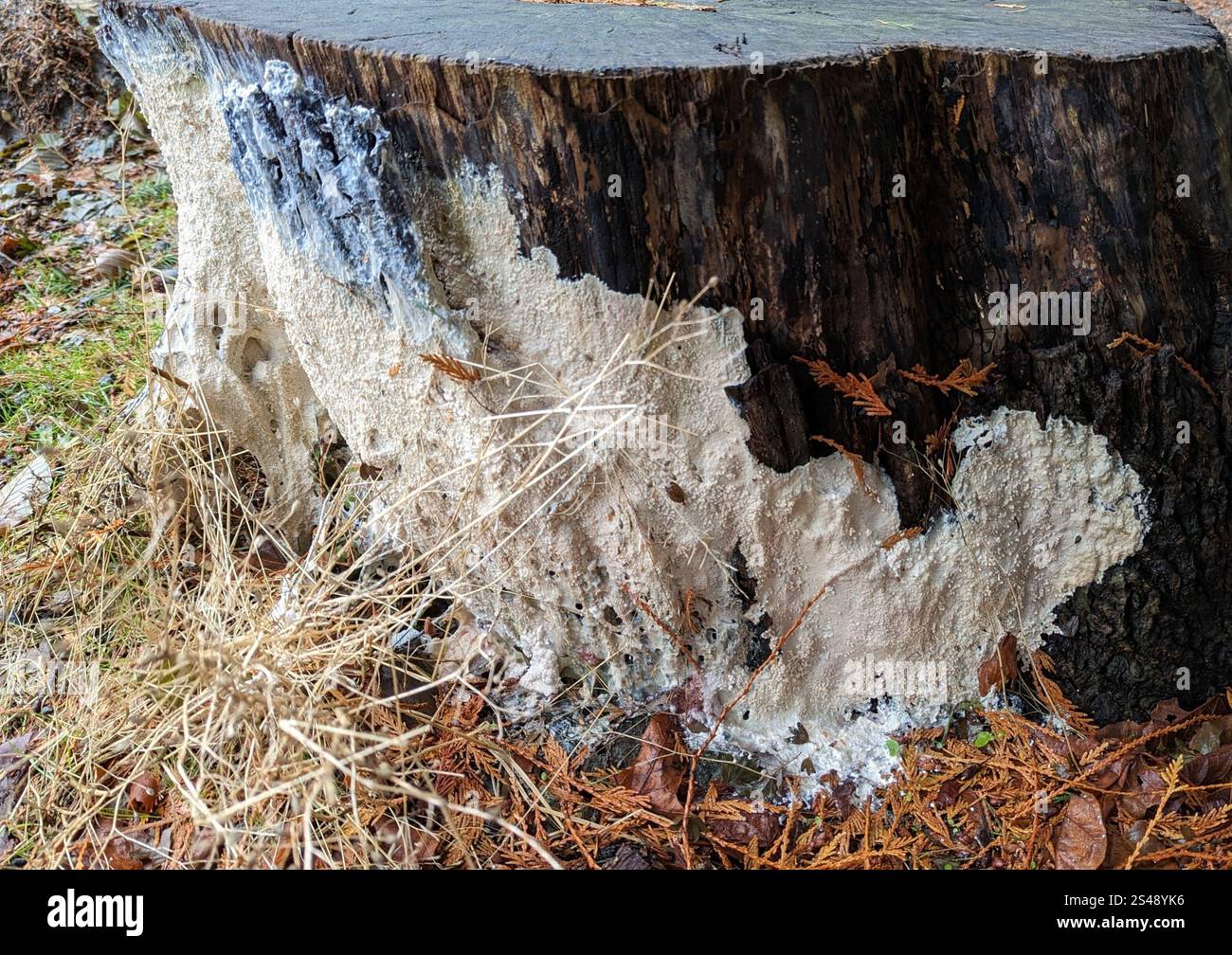 Tapioca Slime Mold (Brefeldia maxima Stock Photo - Alamy