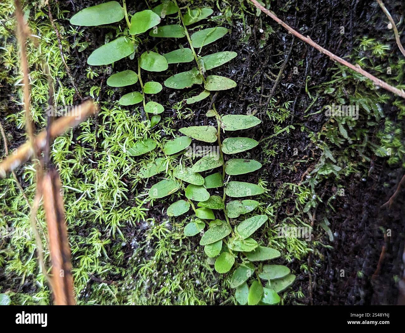 Shingle Vine (Marcgravia rectiflora Stock Photo - Alamy