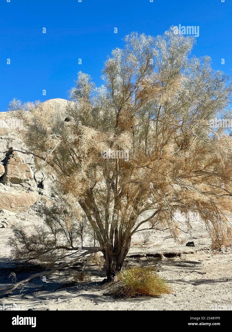 Smoke Tree (Psorothamnus spinosus Stock Photo - Alamy