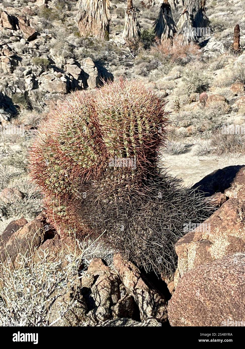 California Barrel Cactus (Ferocactus cylindraceus Stock Photo - Alamy