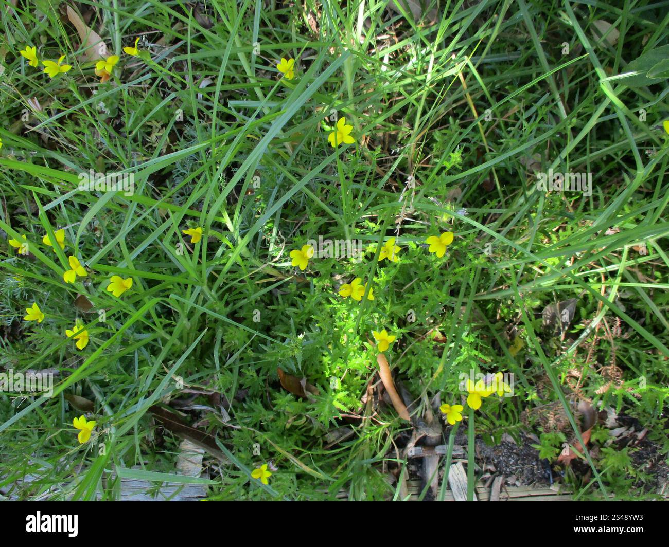 Yellow Oneye (Monopsis lutea Stock Photo - Alamy