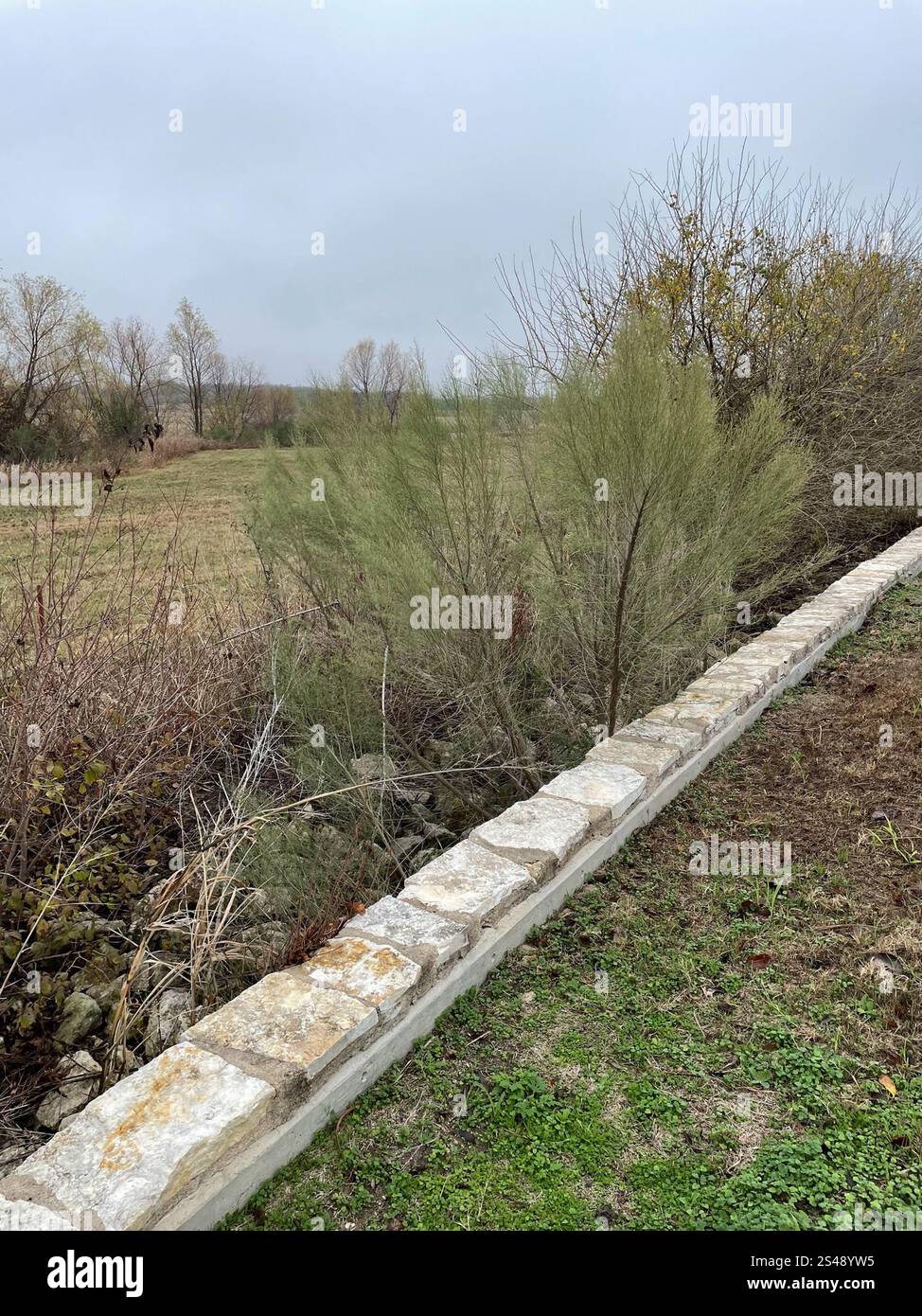 Poverty Weed (Baccharis neglecta Stock Photo - Alamy