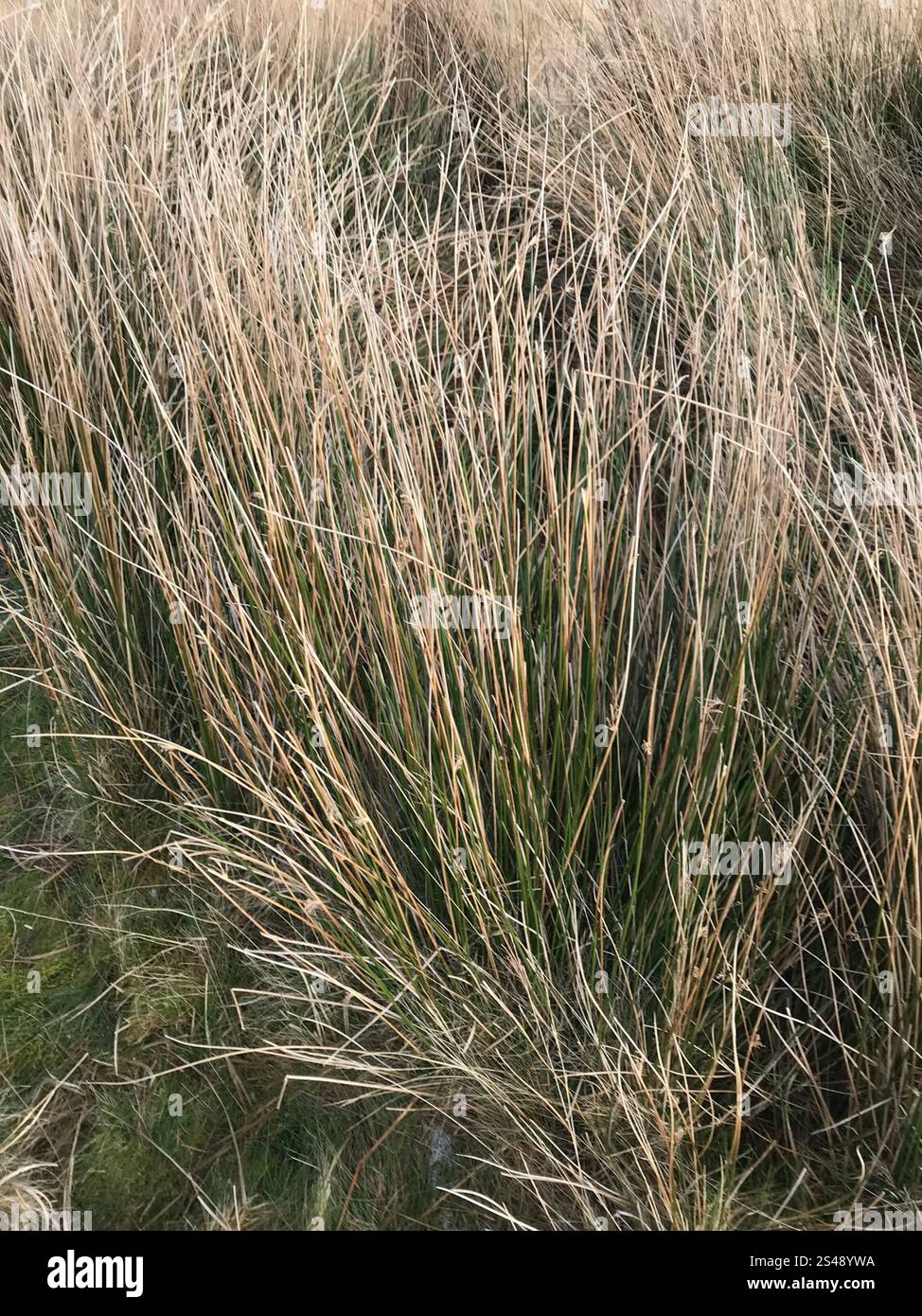 Hard Rush (Juncus inflexus Stock Photo - Alamy