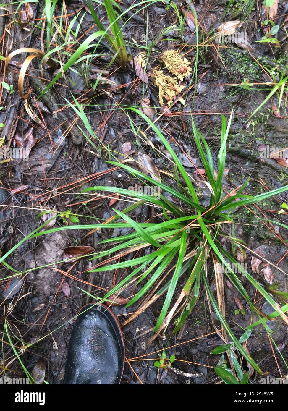 southern long sedge (Carex lonchocarpa Stock Photo - Alamy