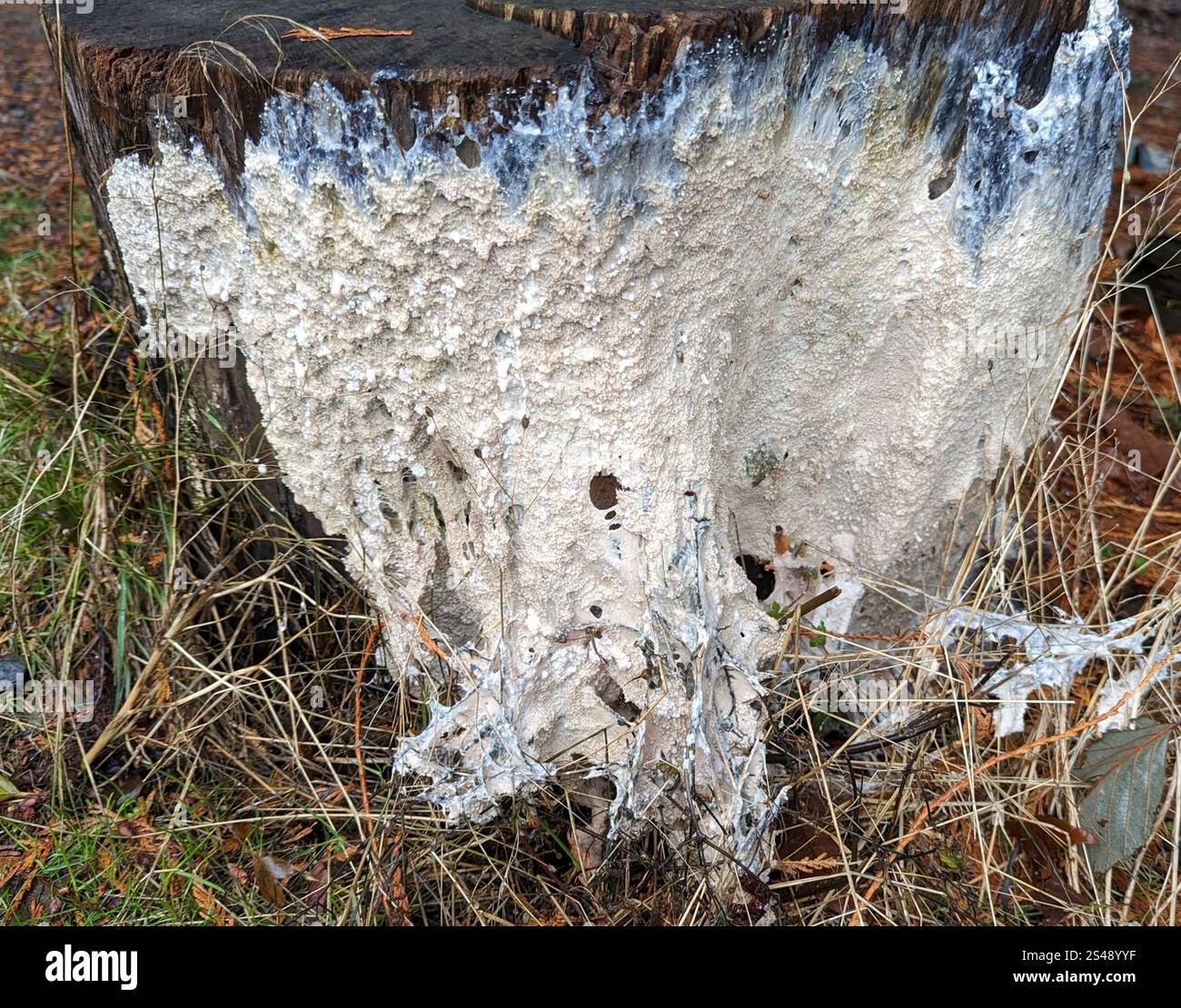 Tapioca slime mold hi-res stock photography and images - Alamy