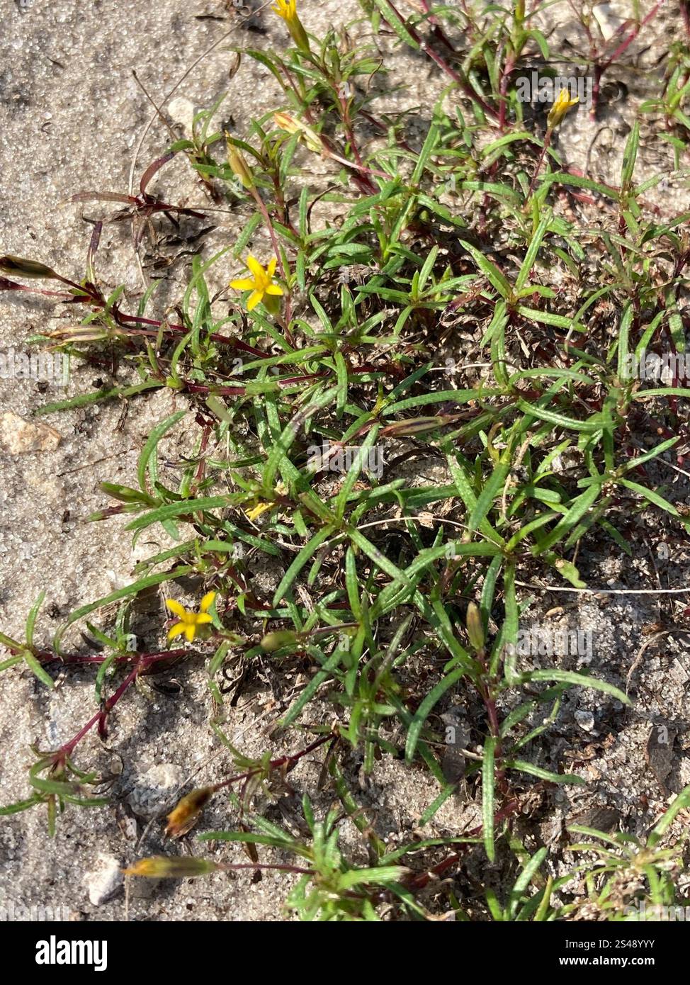Sanddune Chinchweed (Pectis glaucescens Stock Photo - Alamy
