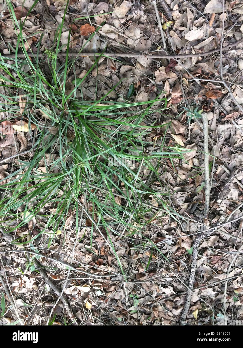 bladder sedge (Carex intumescens Stock Photo - Alamy