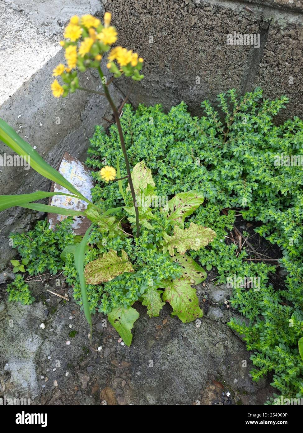 Oriental false hawksbeard (Youngia japonica Stock Photo - Alamy