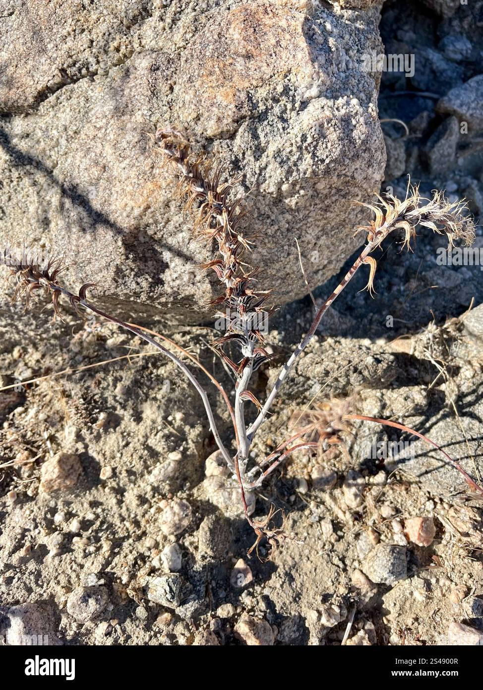 Booth's Evening Primrose (Eremothera boothii Stock Photo - Alamy
