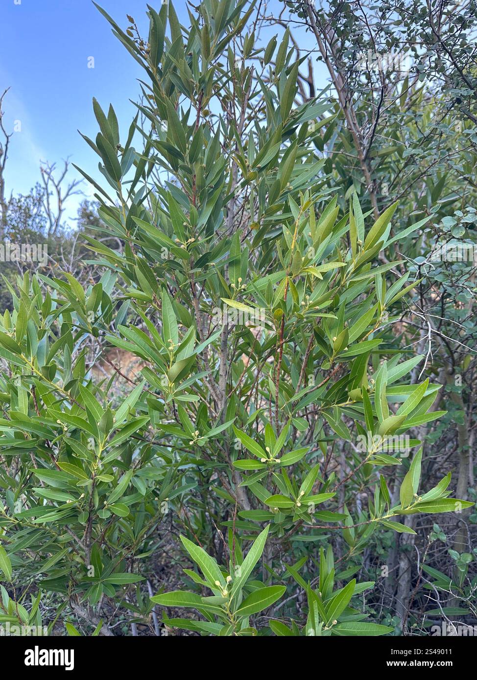 California bay (Umbellularia californica Stock Photo - Alamy