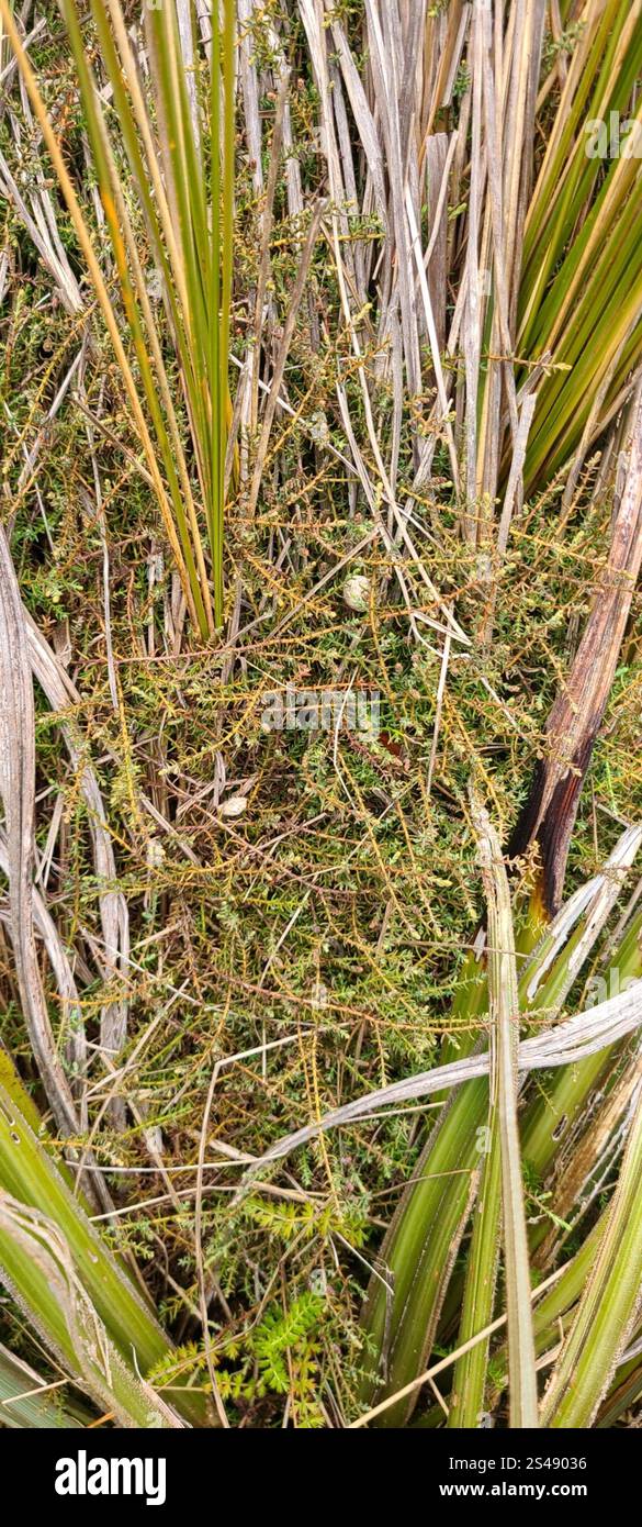 pygmy pine (Lepidothamnus laxifolius Stock Photo - Alamy