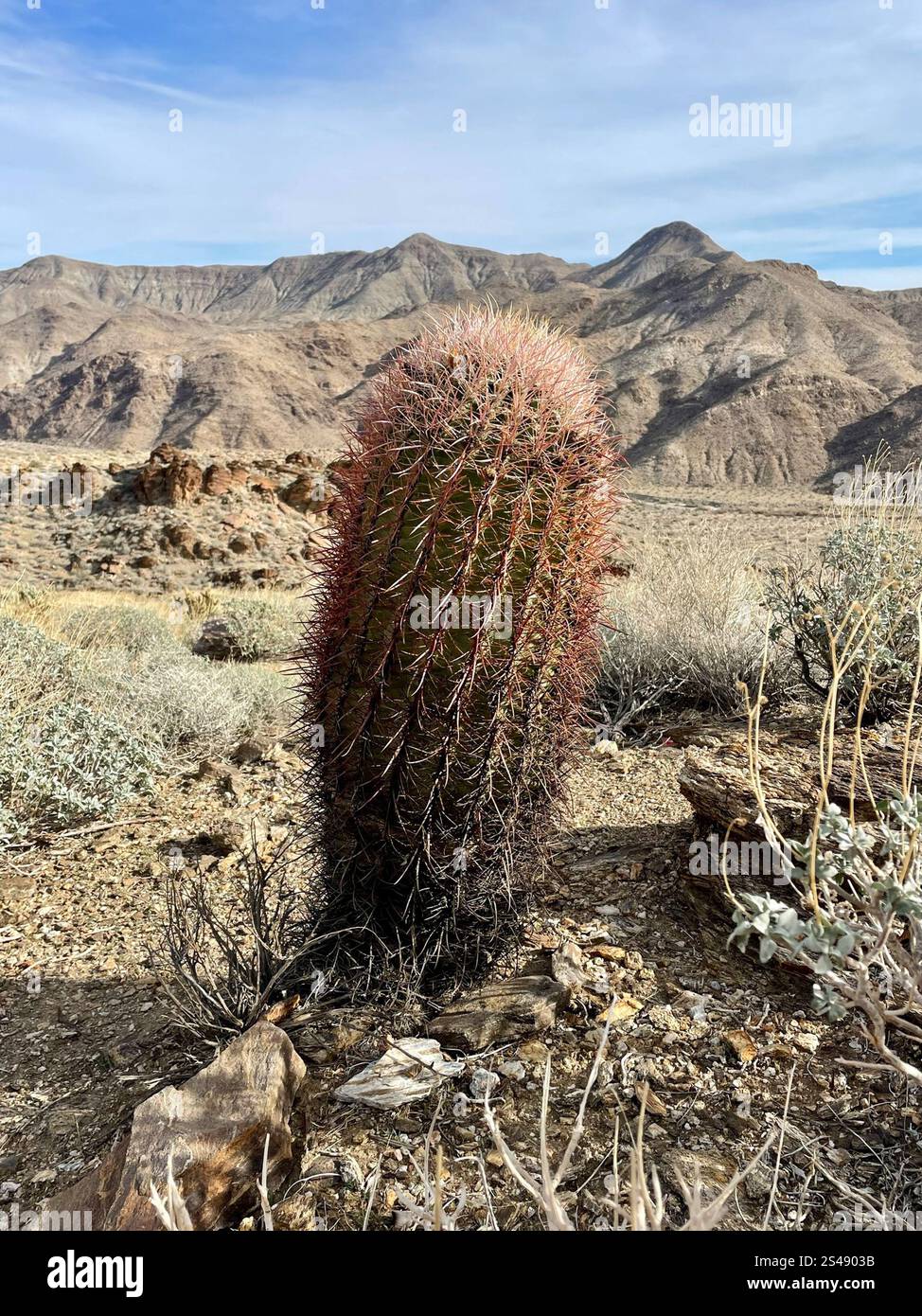 California Barrel Cactus (Ferocactus cylindraceus Stock Photo - Alamy