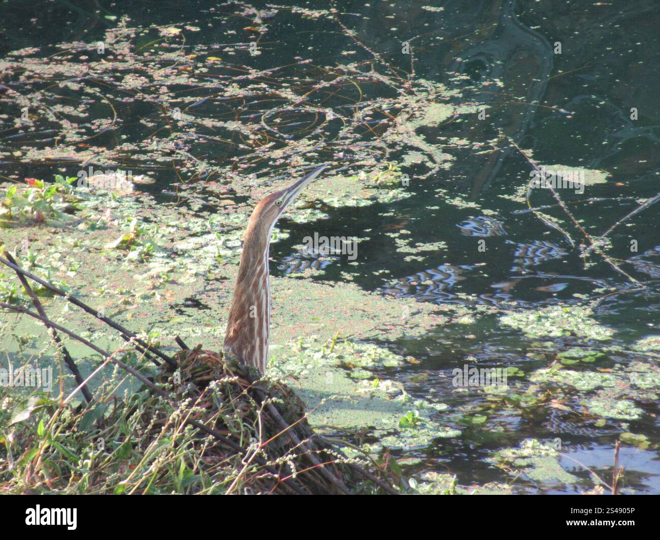 American Bittern (Botaurus lentiginosus Stock Photo - Alamy