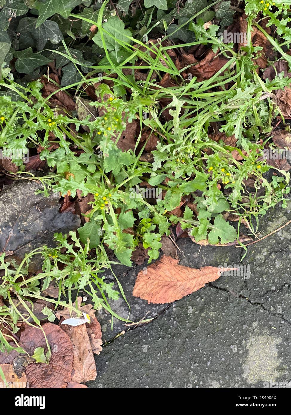 common groundsel (Senecio vulgaris Stock Photo - Alamy