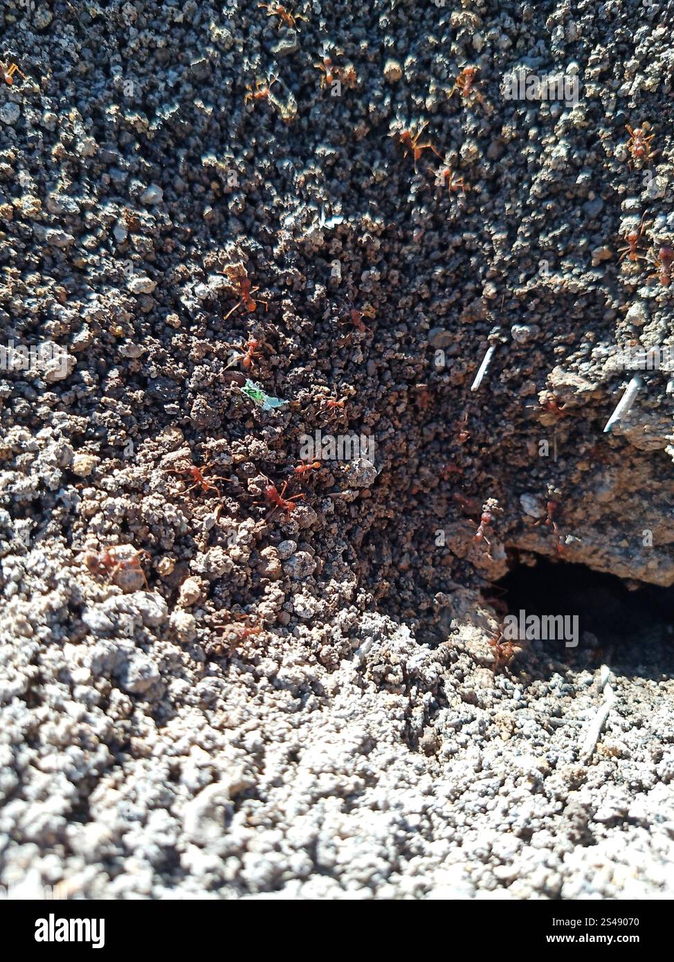 Chicatana Leafcutter Ant (Atta mexicana Stock Photo - Alamy