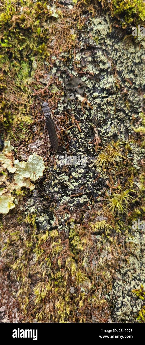 Black Stonefly (Austroperla cyrene Stock Photo - Alamy