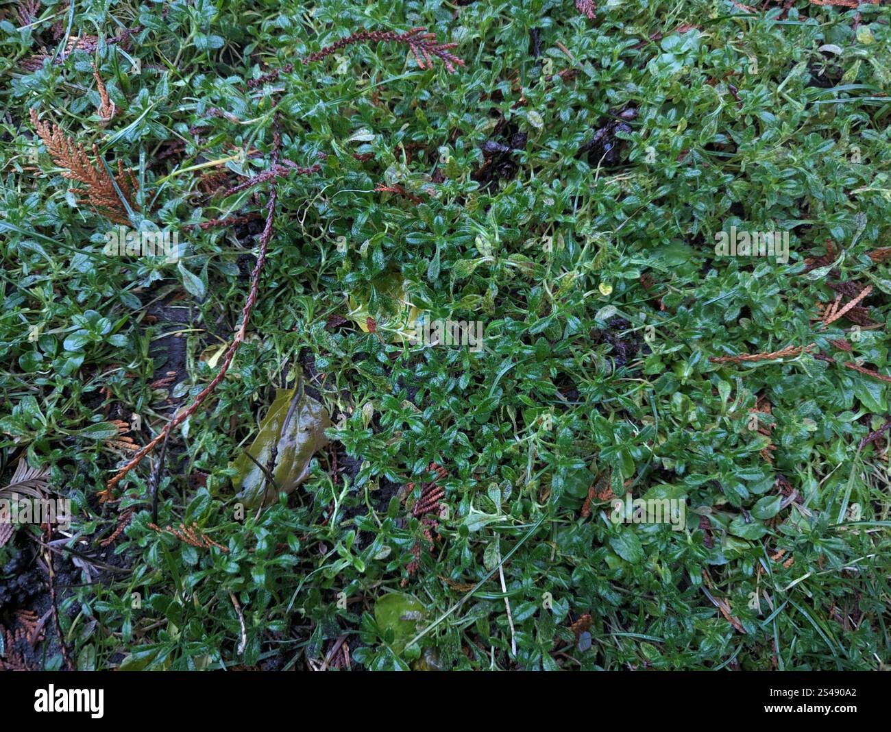 Common mouse-ear chickweed (Cerastium fontanum Stock Photo - Alamy