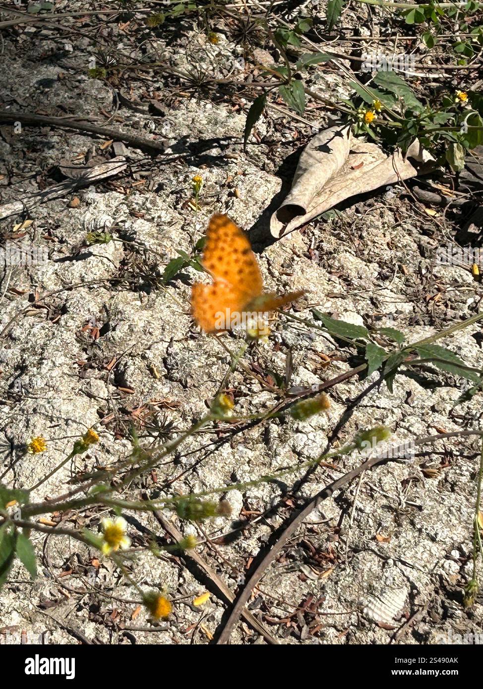 Common Leopard (Phalanta phalantha Stock Photo - Alamy