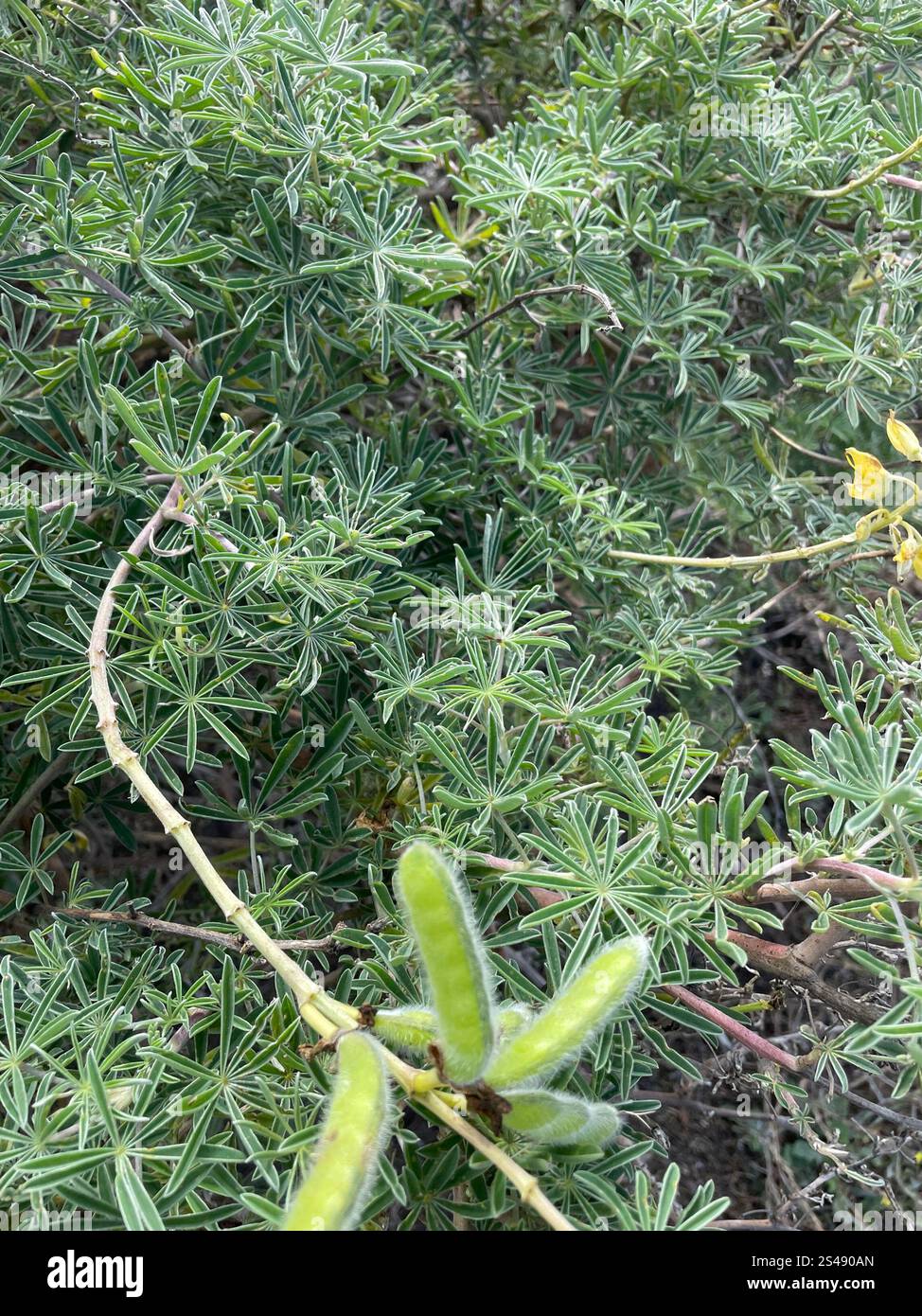 coastal bush lupine (Lupinus arboreus Stock Photo - Alamy
