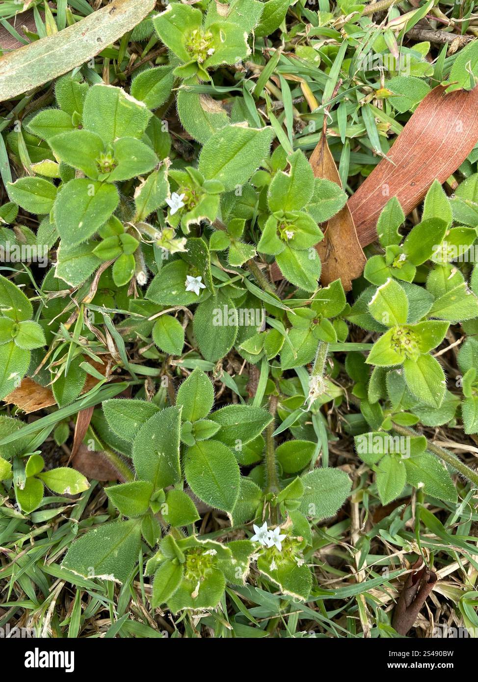 Tropical Mexican Clover (Richardia brasiliensis Stock Photo - Alamy