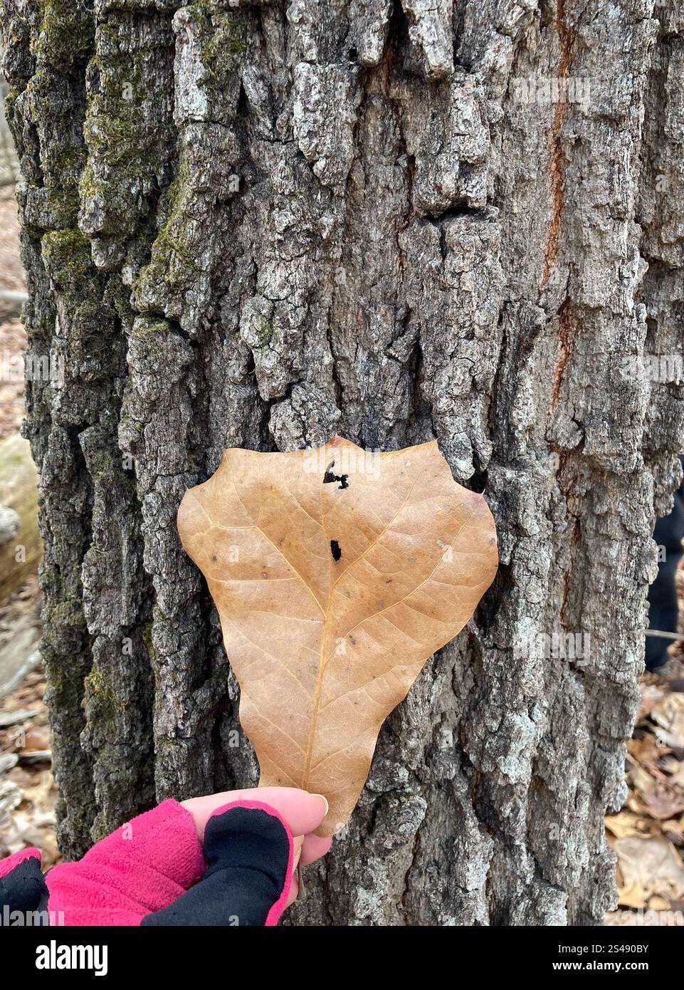 blackjack oak (Quercus marilandica Stock Photo - Alamy