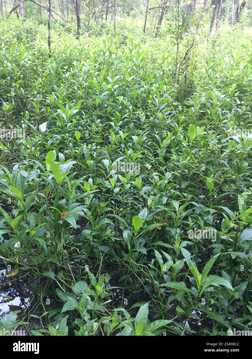 Ravenfoot Sedge (Carex crus-corvi Stock Photo - Alamy