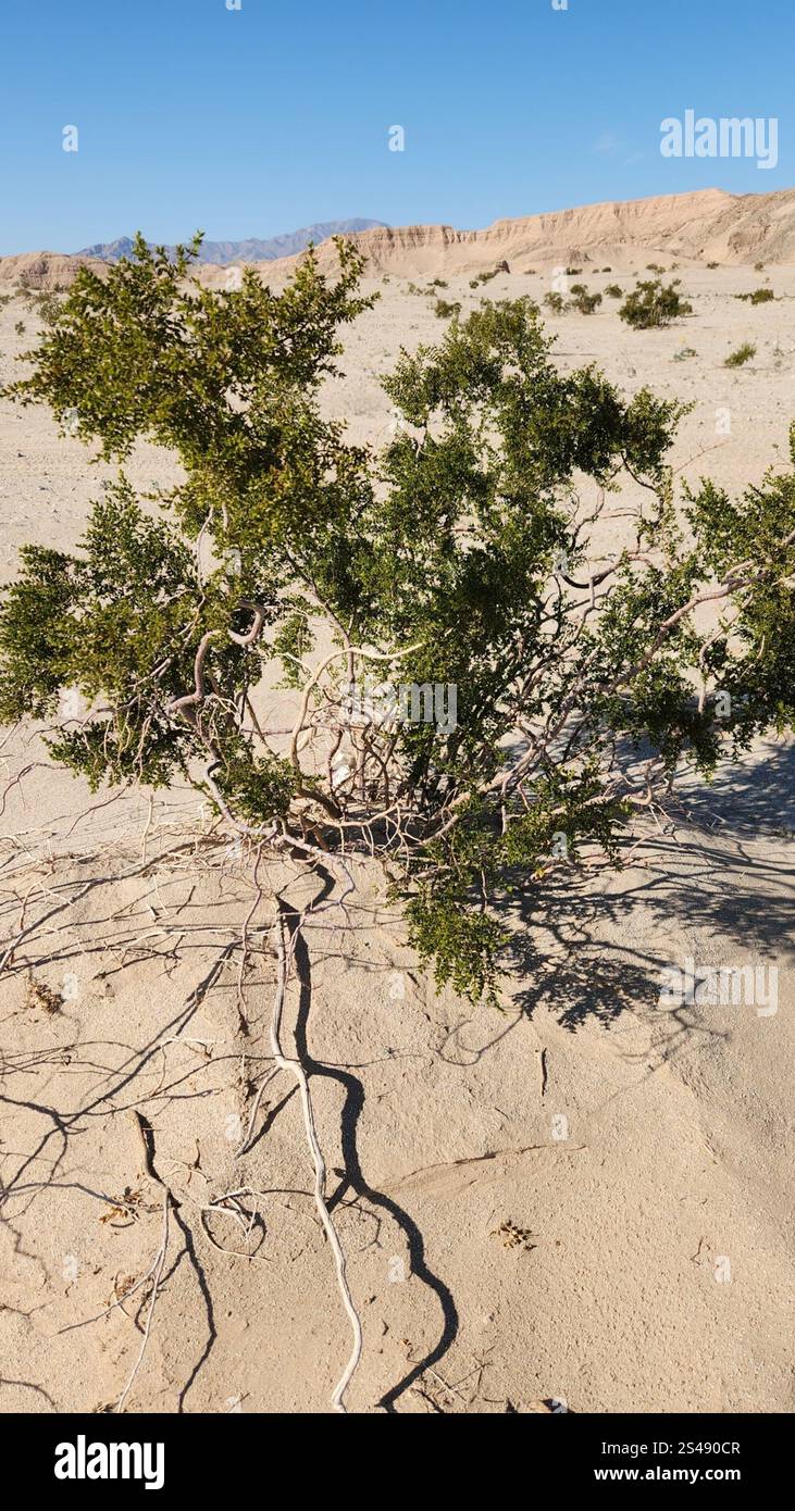 Creosote Bush (Larrea tridentata Stock Photo - Alamy