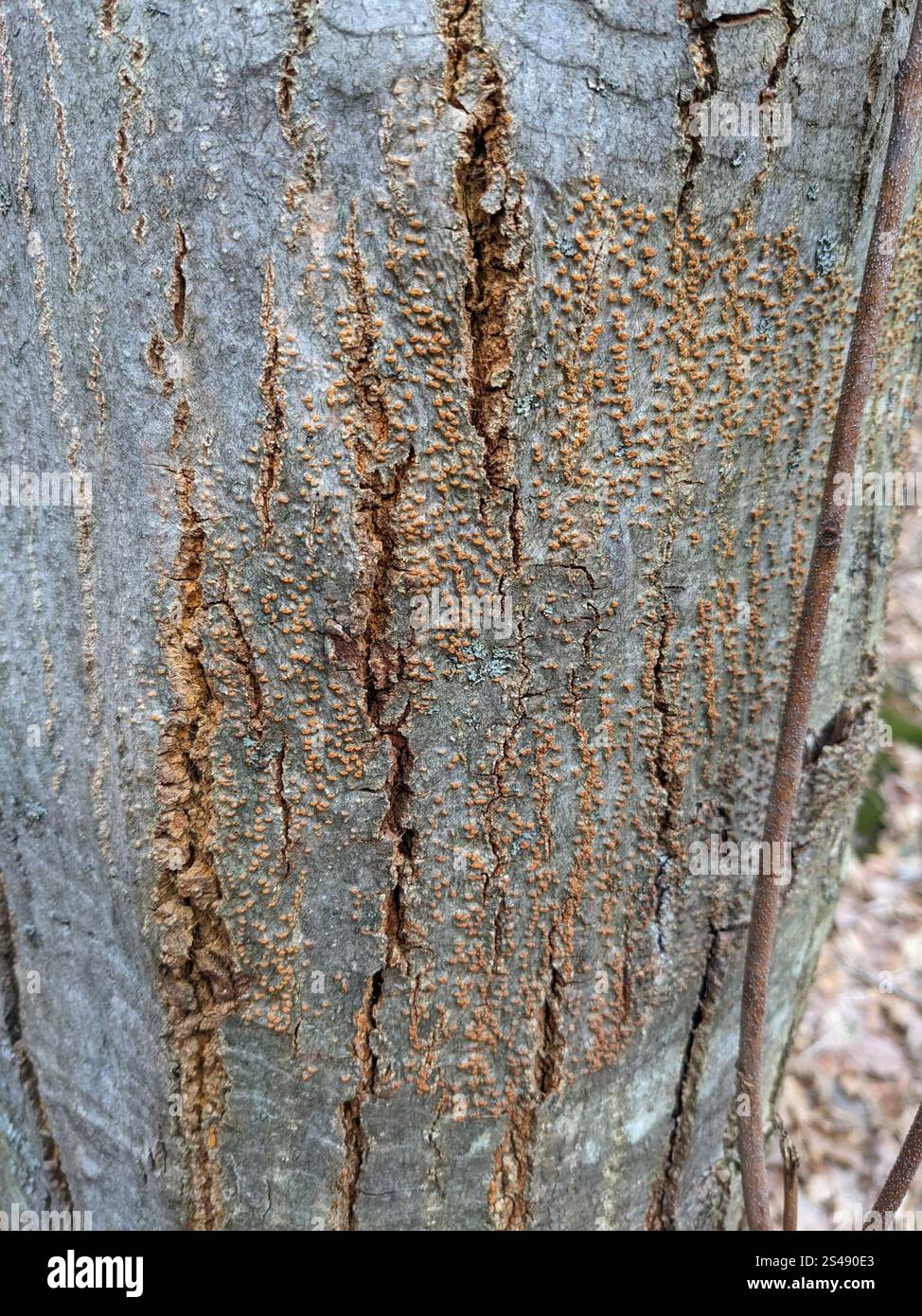 Chestnut Blight (Cryphonectria parasitica Stock Photo - Alamy