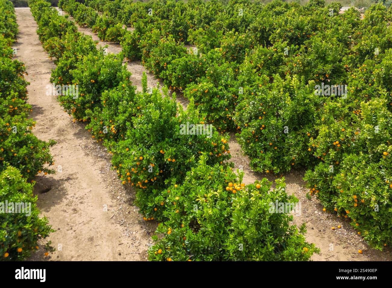 Aerial view of orange trees in a plantation Stock Photo - Alamy
