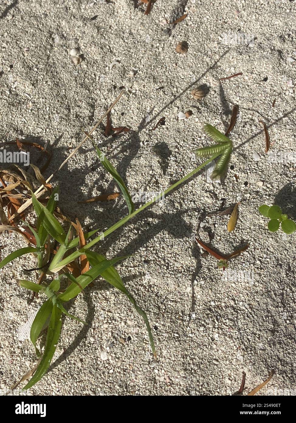 Durban Crowfoot (Dactyloctenium aegyptium Stock Photo - Alamy