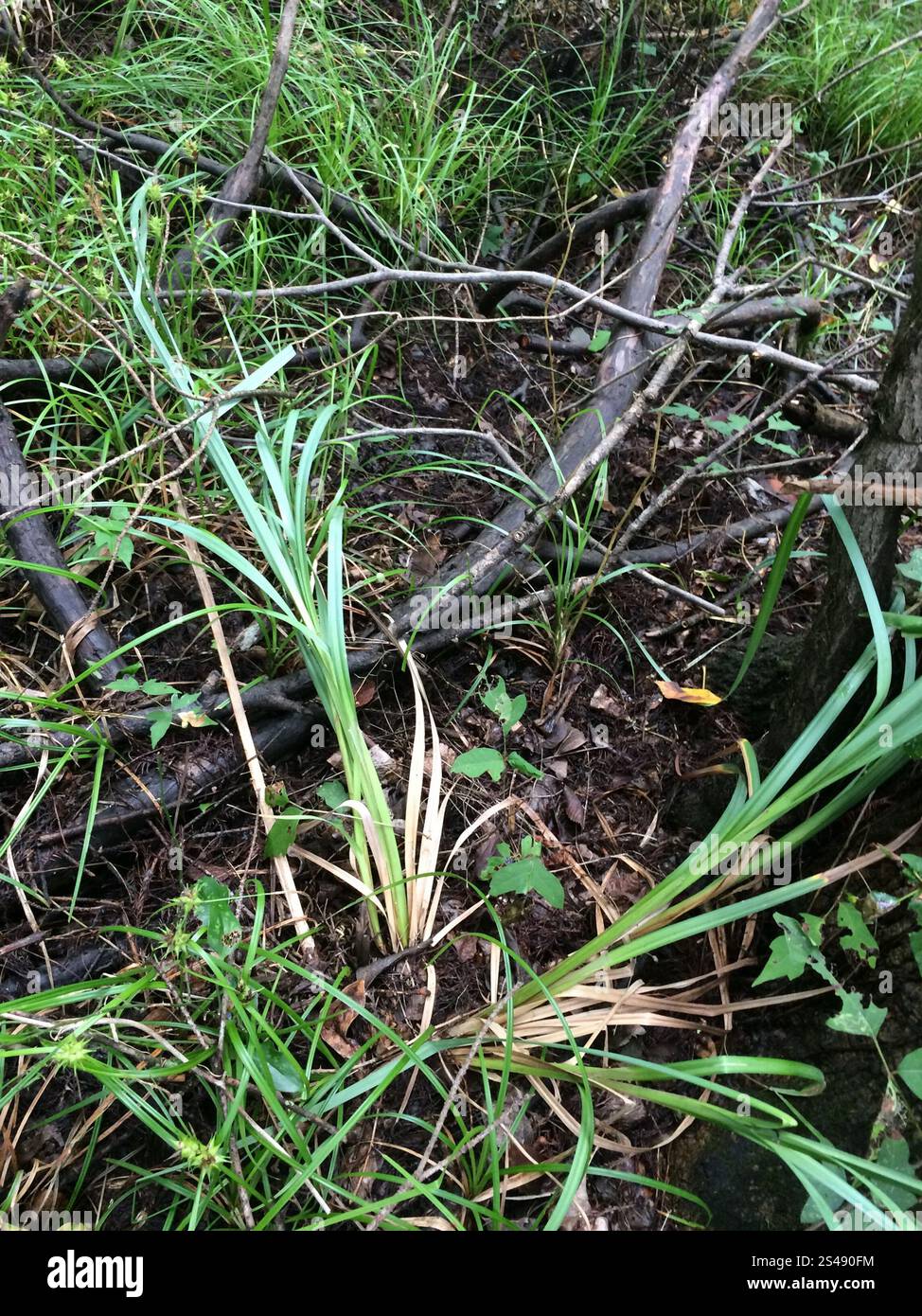 Ravenfoot Sedge (Carex crus-corvi Stock Photo - Alamy