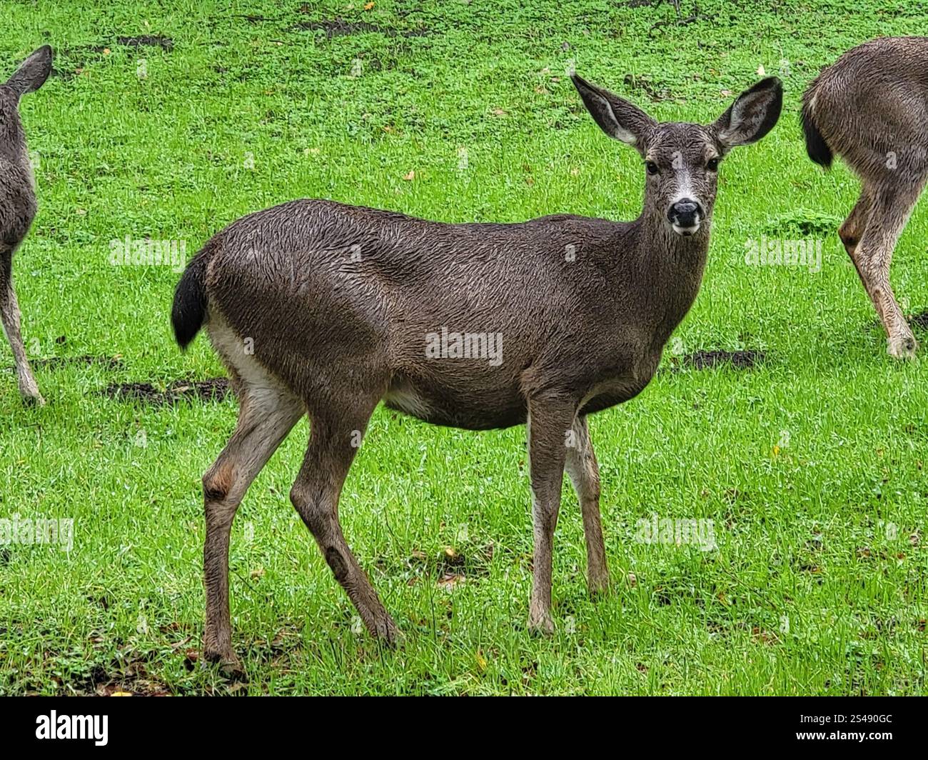 Columbian Black-tailed Deer (Odocoileus hemionus columbianus Stock ...