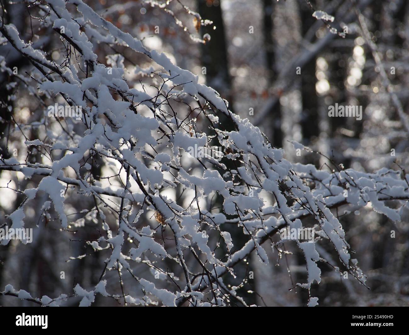 Sun shining through the snowy twigs at the Kottenforst forest in Bonn ...