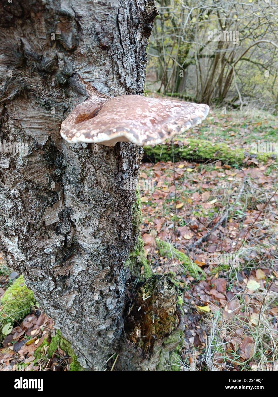 birch polypore (Fomitopsis betulina Stock Photo - Alamy