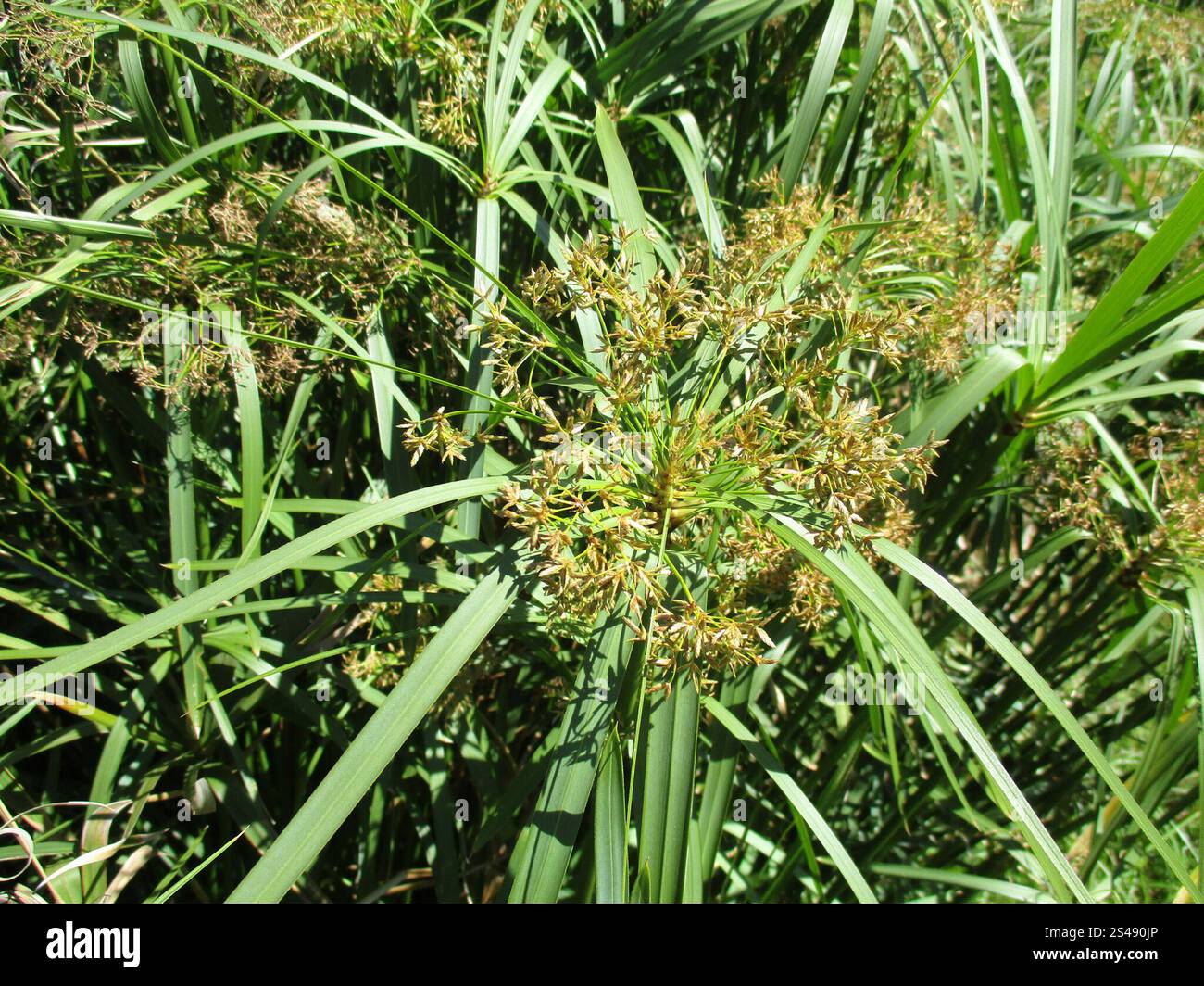 Mat Sedge (Cyperus textilis Stock Photo - Alamy