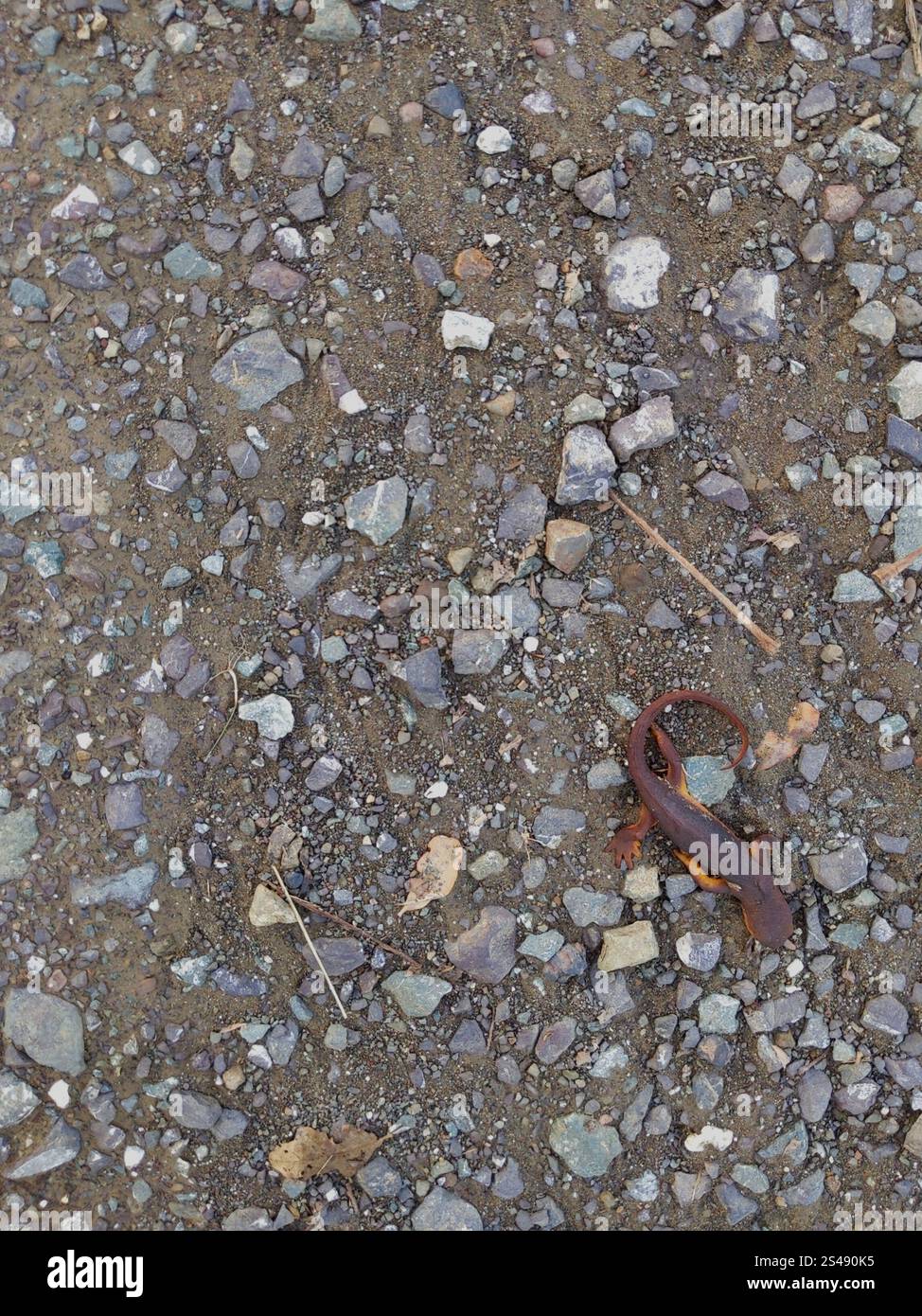 California Newt (Taricha torosa Stock Photo - Alamy