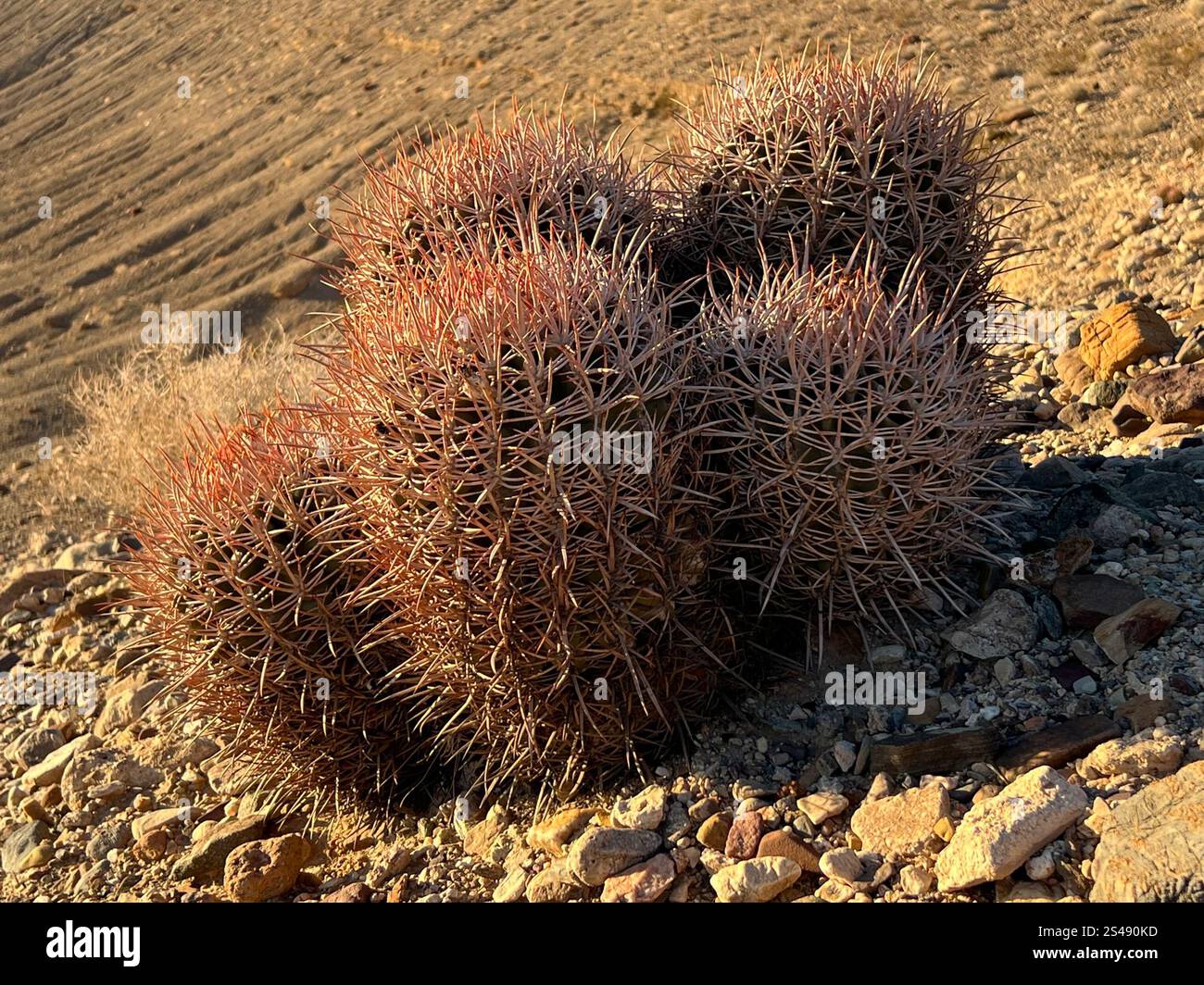 Cottontop cactus (Homalocephala polycephala polycephala Stock Photo - Alamy